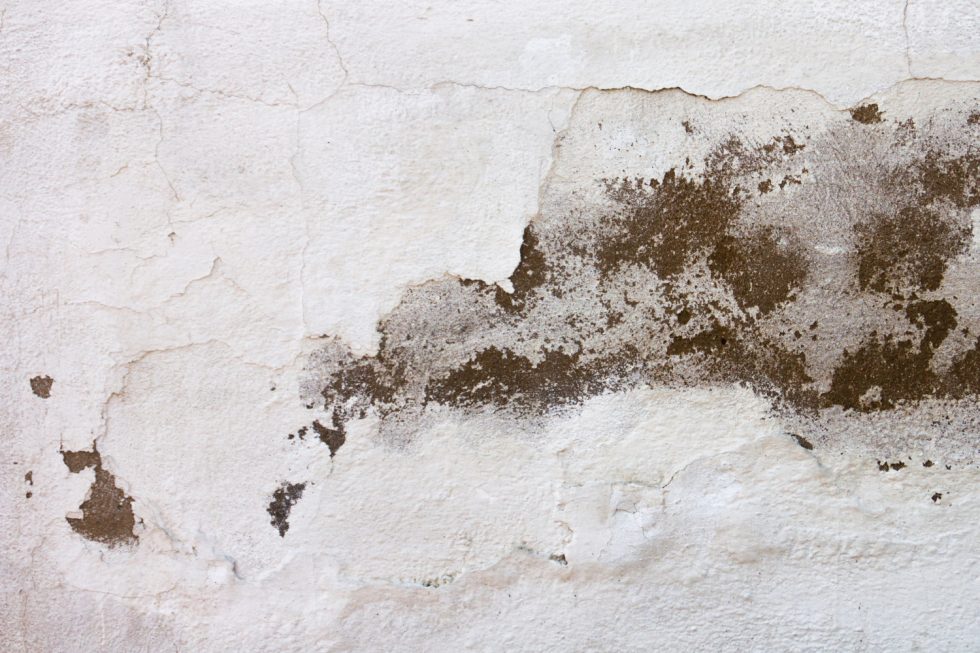 Guide To Mold Remediation: Signs, Causes, And Solutions