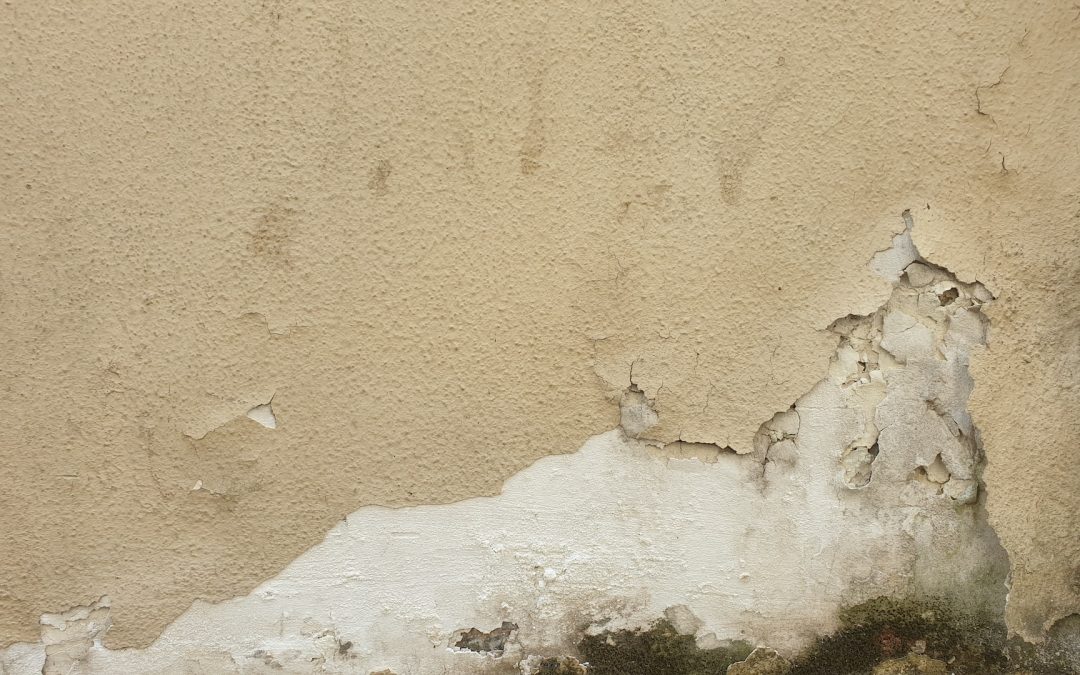 Guide To Mold-Resistant Materials For Redlands Homes