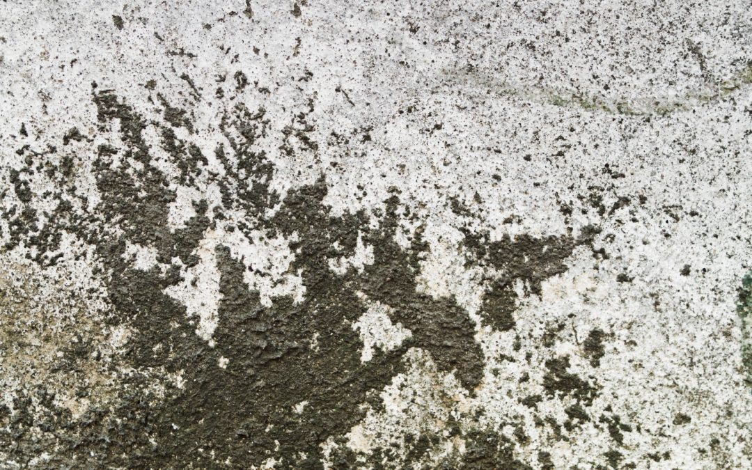 Mold Remediation: Signs You Must Address Immediately